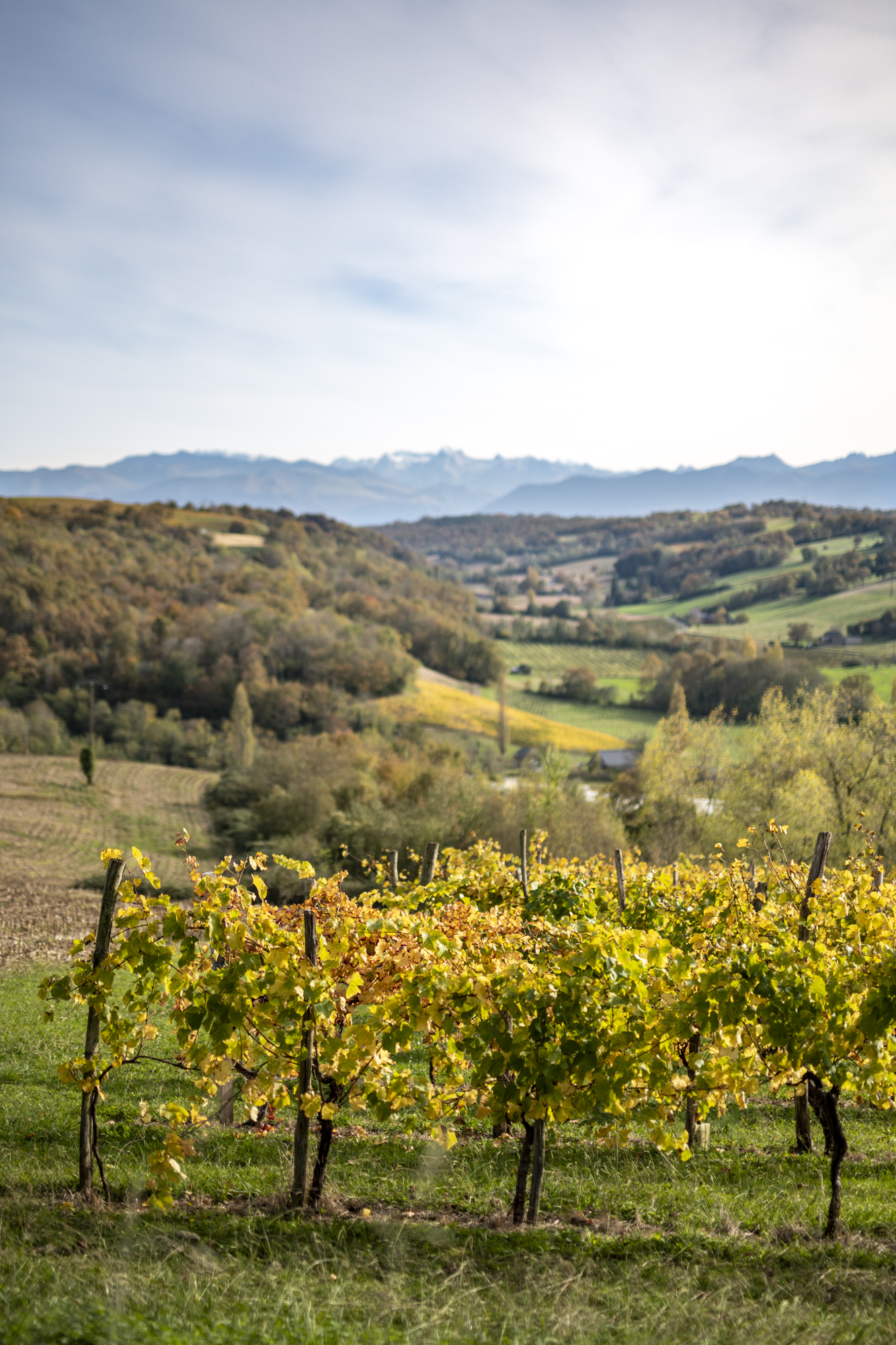 Reportages // Randonnée dans les vignes en automne – Photographe Pau